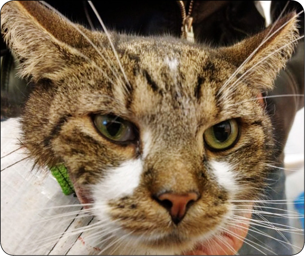 Zespół Hornera jako wyznacznik sprawności wegetatywnego ...