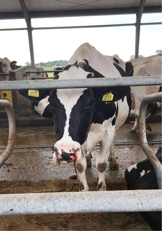 IBR/IPV – dlaczego warto podejść kompleksowo do profilaktyki i ...