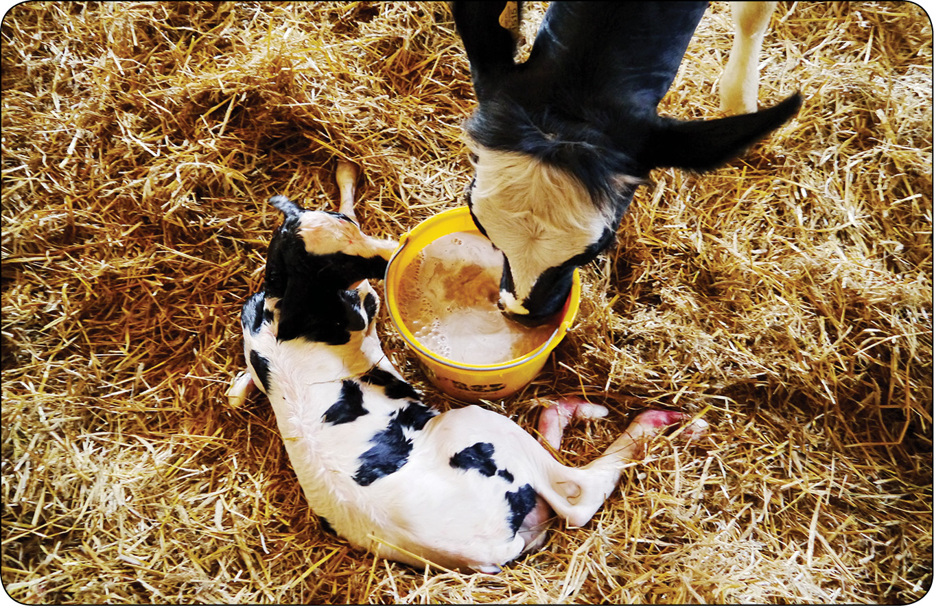 Prawidłowe żywienie chroni krowy przed chorobami metabolicznymi ...