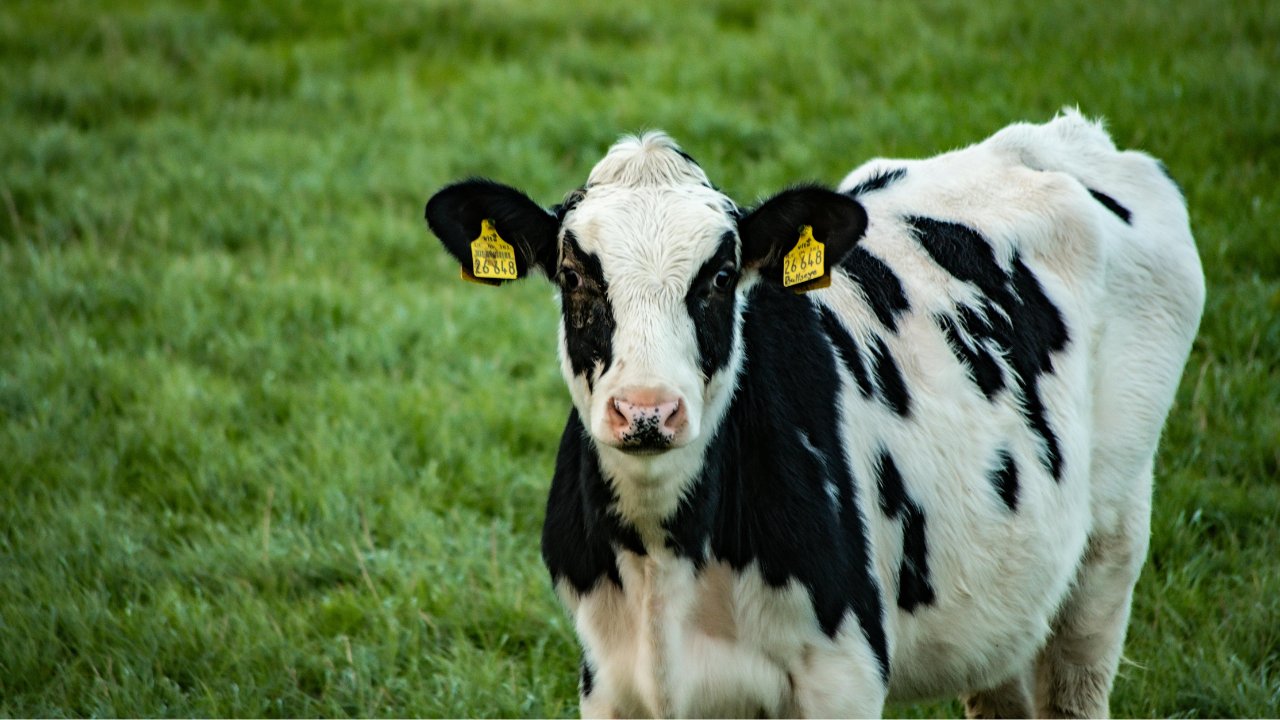 Zaburzenia metaboliczne a mastitis – analiza zależności ...